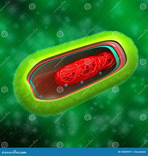 Bacillus Anatomy With Microscopic Microbe Medical Structure Outline Diagram Vector Illustration