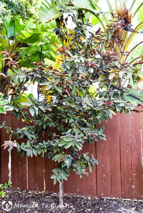 Ripe Red Malaysian Guava