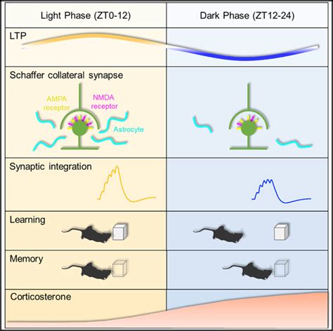 Circadian Modulation Of Neurons And Astrocytes Controls Synaptic