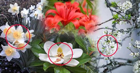 ឈ្មោះពិរោះៗណាស់ ផ្កា ៦ ប្រភេទ ជ្រើសដាក់តាំងលម្អក្នុងផ្ទះ គ្រួសារជួបតែសំណាងល្អ មានលាភជ័យផ្ទួនៗ