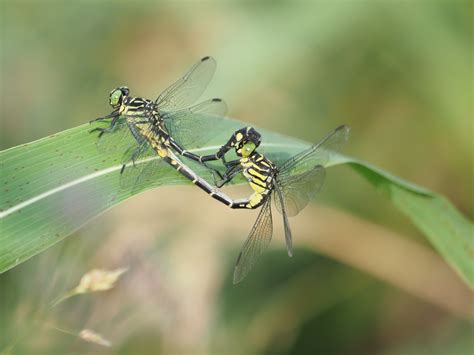 ナゴヤサナエの交尾 ヤゴの全て ヤゴとトンボの情報