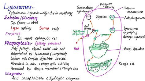 Lysosomes Structure And Function Class 11 Youtube