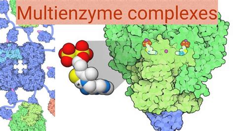 Multi Enzyme Complex Ppt At Timothy Greenwell Blog