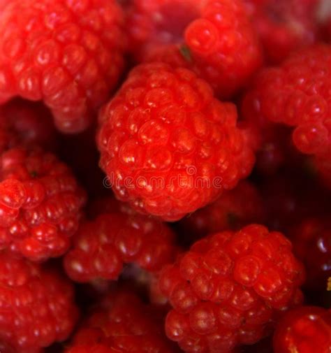 Raspberry Texture Stock Image Image Of Healthy Colour 73910581 Raspberry Texture Stock Image Image Of Healthy Colour 73910581