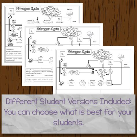 Blank Nitrogen Cycle Worksheet