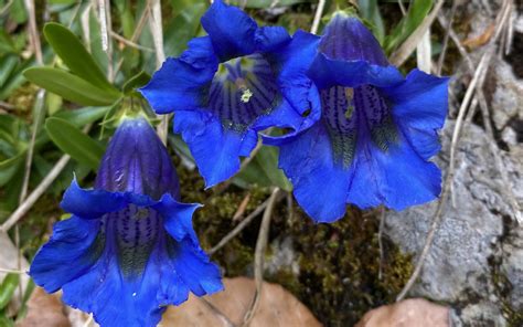 Weekly Online Classes Ans Fr