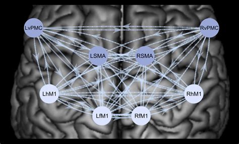 Full Dynamic Causal Model Dcm Including Eight Nodes — Bilateral Hm1 Download Scientific