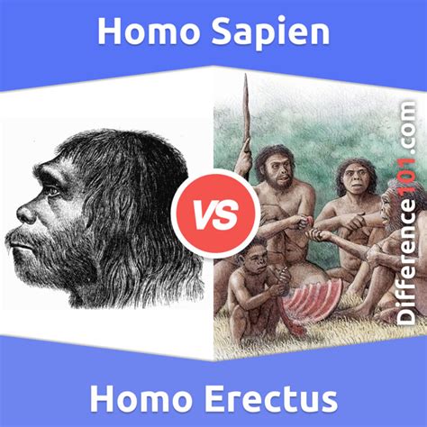 Homo Erectus Vs Homo Sapien 14 Key Differences Description Similarities Difference 101
