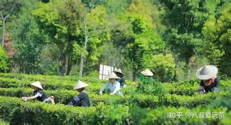 中国名茶地图 江西名茶盘点 知乎