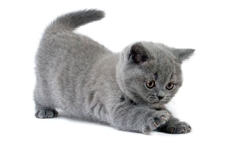 Как назвать серого котенка мальчика и девочку популярные и красивые имена