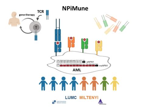 Mutant Npm1 As Target For Immunotherapy Of Acute Myeloid Leukemia Health~holland