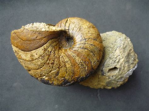Cenoceras Intermedium Sowerby 1816 Nautiloids The Fossil Forum Cenoceras Intermedium Sowerby 1816 Nautiloids The Fossil Forum