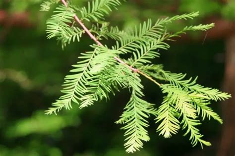 25 Types Of Cypress Trees Pictures And Identification