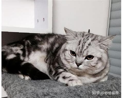 狸花猫和虎斑猫的区别很多人还不分不清它们俩 知乎