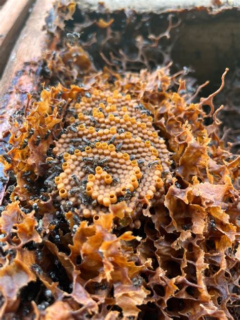 Australian Native Bee Spiral Hive
