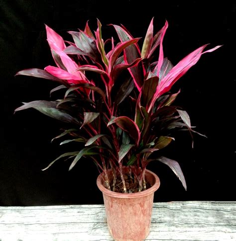 红叶绿植名字及图片 红叶植物图片大全花草 红叶绿植盆栽 大山谷图库