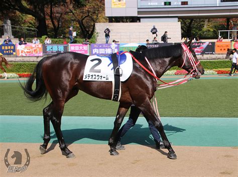 メテオスウォーム Pog競走馬詳細 馬トクpog Umatoku 馬トク