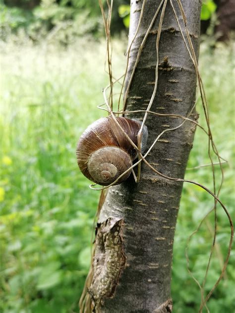 달팽이 껍데기 가까이 나무 Pixabay의 무료 사진 Pixabay
