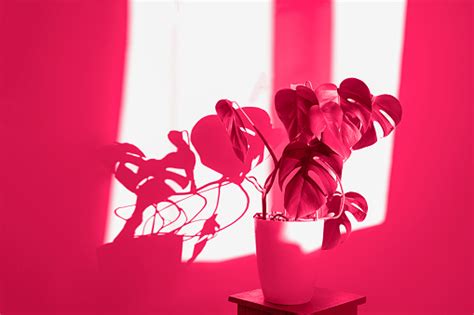 몬스 테라 식물 배경에서 나뭇잎 클로즈업 컬러 비바 마젠타 꽃 배경 2023년 올해의 색상 몬스테라 델리시오사 잎 또는 냄비