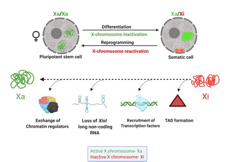 X Chromosome Inactivation