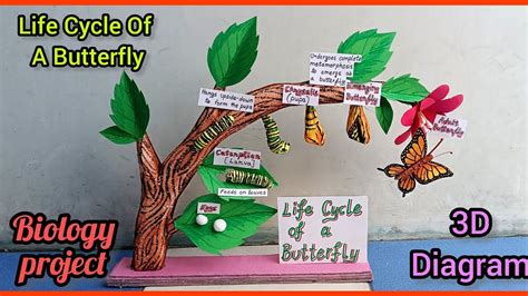 Life Cycle Of A Butterfly 3d Model Life Cycle Of Butterfly Model Project Biologyproject Youtube