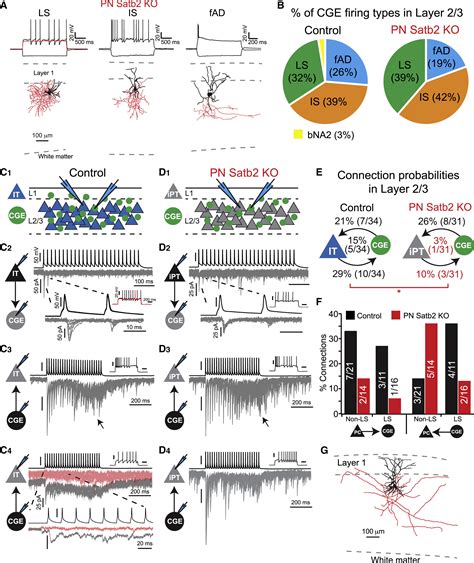 Neocortical Projection Neurons Instruct Inhibitory Interneuron Circuit Development In A Lineage