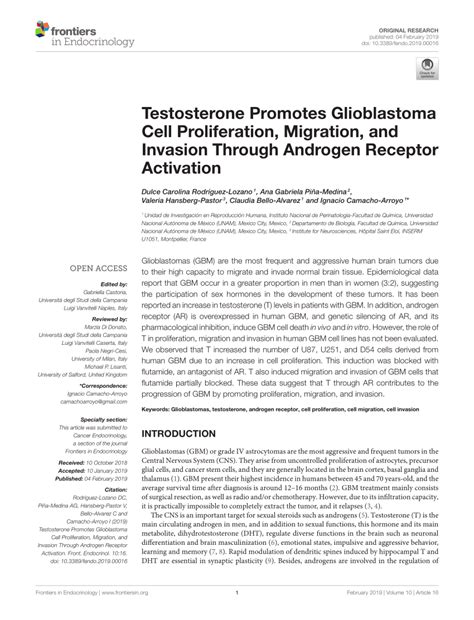 Pdf Testosterone Promotes Glioblastoma Cell Proliferation Migration