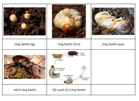 Montessori Life Cycle Of A Stag Beetle 5 Parts Cards Digital Pdf