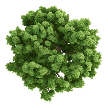 Top Down Tree PNG Transparent Images Free Download Vector Files Pngtree