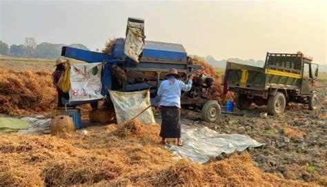 ပွင့်ဖြူမြို့နယ်၌ ဆောင်းသီးနှံကုလားပဲသီးနှံစိုက်ခင်းများ စတင်ရိတ်သိမ်း Information And Public