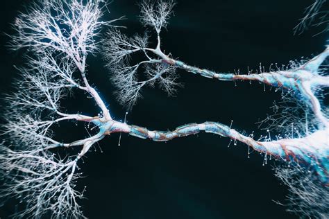 Dendrites May Help Neurons Perform Complicated Calculations MIT McGovern Institute