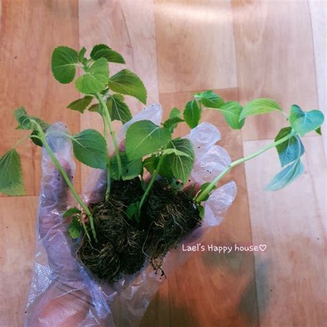 화분에 깻잎모종 심기 들깨 키우기 네이버 블로그