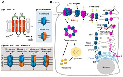 Gap Junctions In The Bone Marrow Lympho Hematopoietic Stem Cell Niche