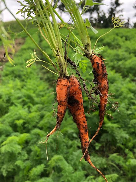 Saham Samf Pt Saraswanti Anugerah Makmur Tbk Stockbit