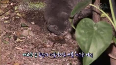 T Nh M U T Thi N Li Ng C A M O Con H N Qu C