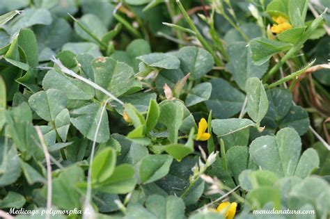 Menuda Natura Medicago Polymorpha L