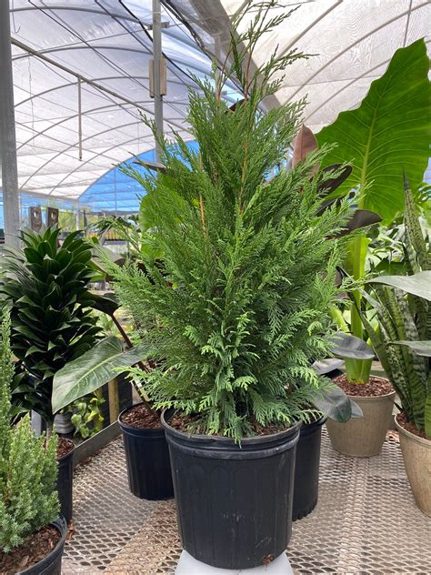 Leyland Cypress Fastest Growing Tree Eureka Farms