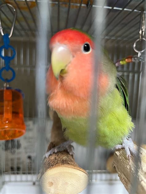 またぐインコ 鳥バカ日記2