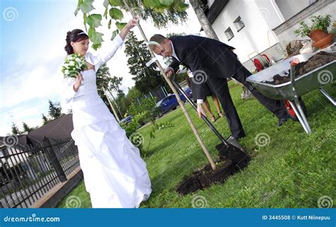 Wedding Couple Planting Tree Stock Photo Image Of Cultural Customary 3445508