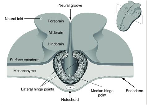 Human Neurulation