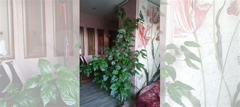 Гибискус купить в Перми | Товары для дома и дачи | Авито