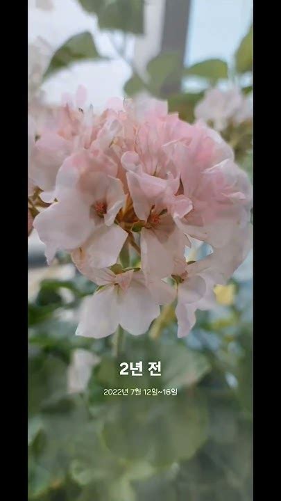 꽃은 아름답고건물은 아픔인장소 Youtube