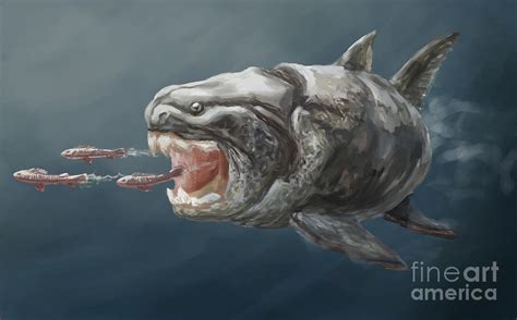 Placoderm Placoderm Bones Armour Fossil Id The Fossil Forum