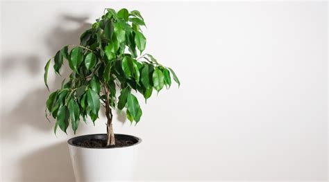 13 Types Of Indoor Friendly Ficus Trees