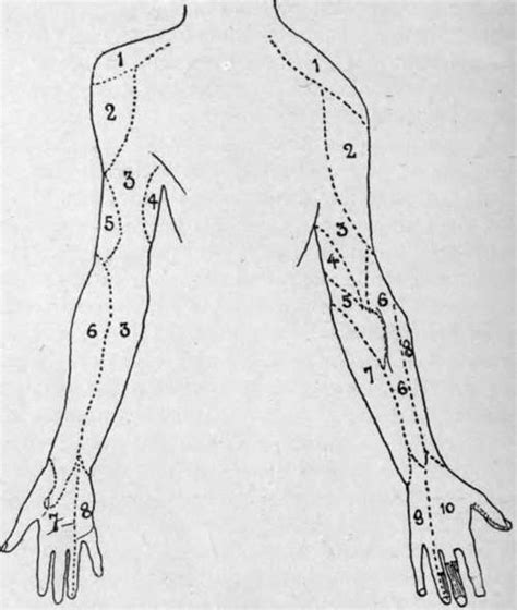 The Nerves Of The Upper Extremity