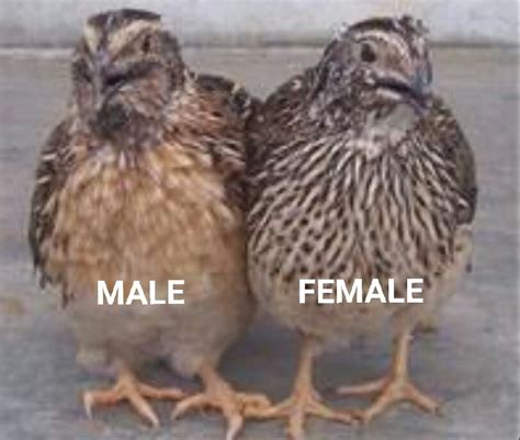 How To Tell The Sex Of A Japanese Game Birds Australia Facebook