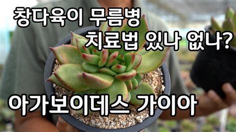 다육이 키우기 창다육이 무름병 치료법 있나 없나 아가보이데스 가이아 Youtube