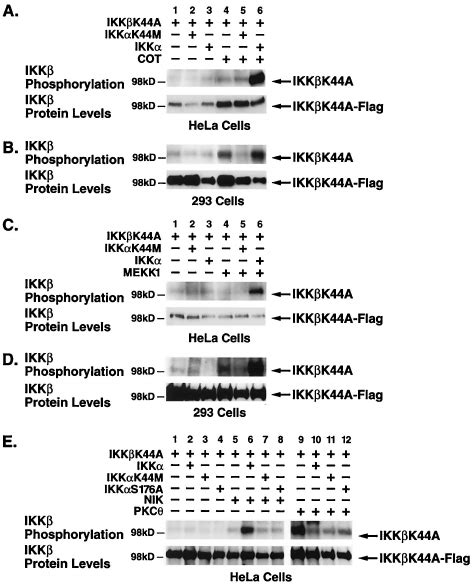 Kinase Deficient Ikk ␣ Blocks Mekk1 And Cottpl 2 Induced But Not Pkc