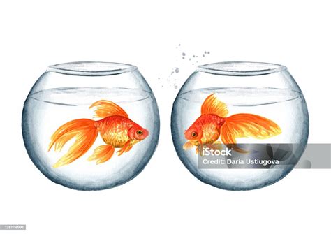 금붕어가 있는 두 개의 유리 원형 수족관 흰색 배경에 격리 된 수채화 손 그린 그림 어항에 대한 스톡 벡터 아트 및 기타 이미지 어항 가축 개념 Istock
