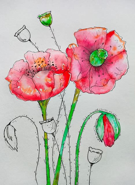 Download Poppies Flowers The Buds Royalty Free Stock Illustration Image Pixabay